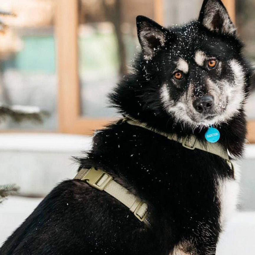 Взрослая собака в добрые руки