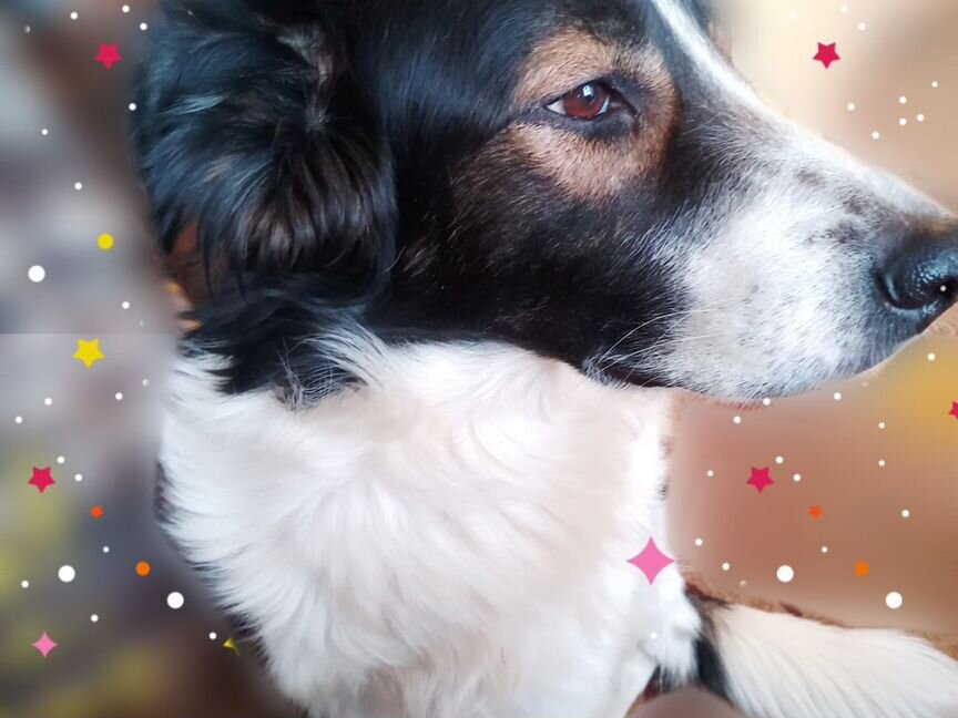 Илай ищет новый дом