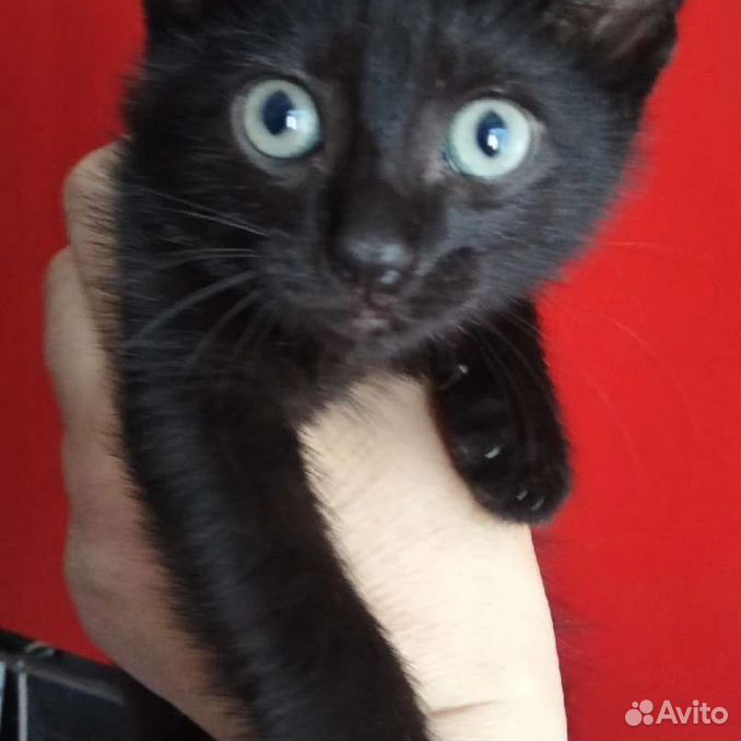 Котенок в квартиру