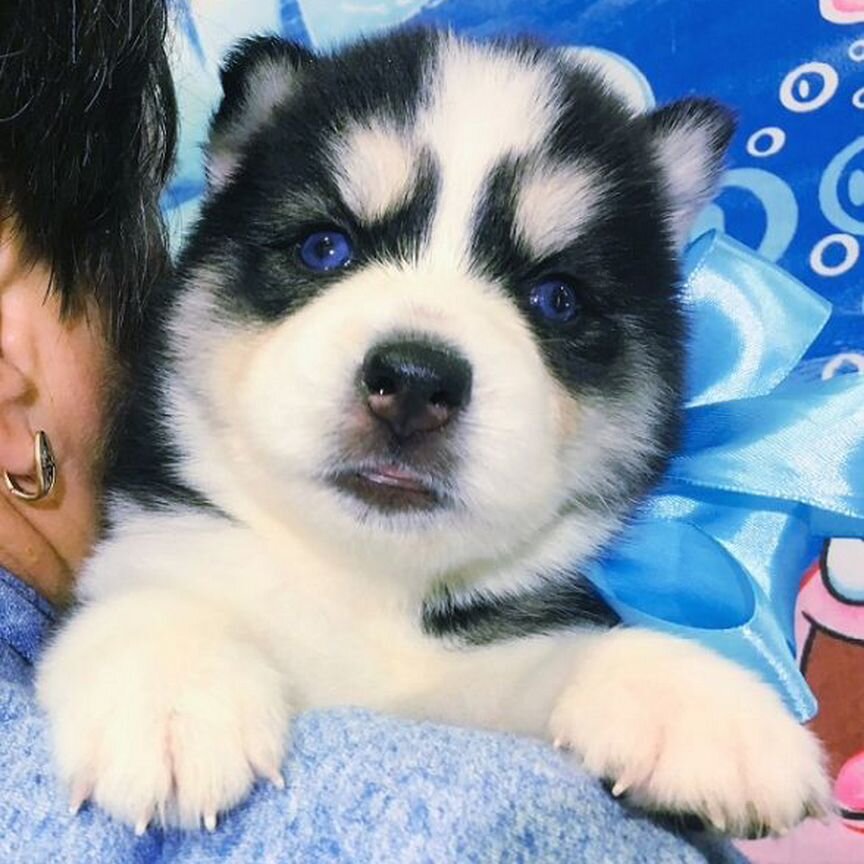 Красавчики хаски - большой выбор щенков