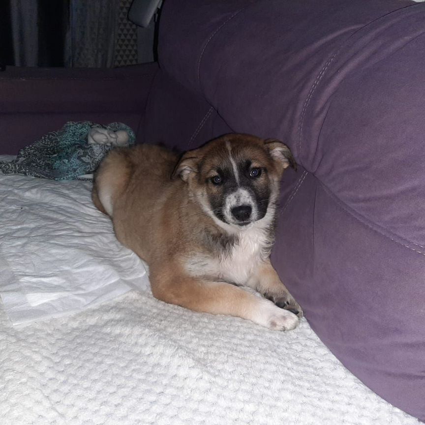 Отдам в добрые руки