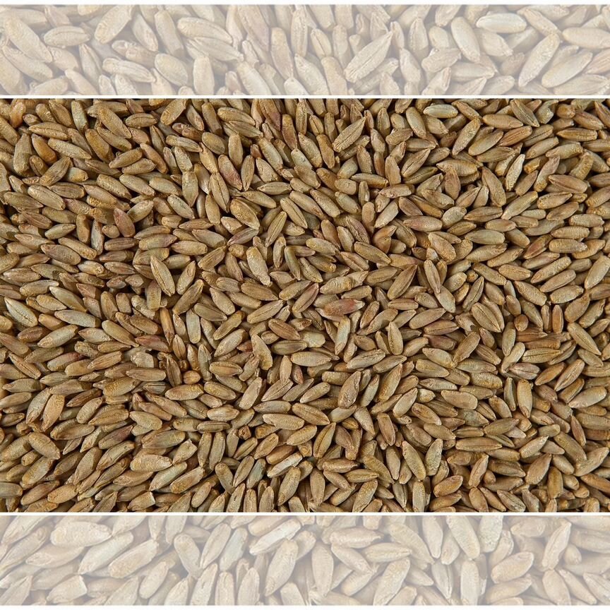 Зерно пшеница