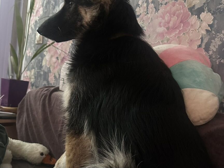 Собака в добрые руки