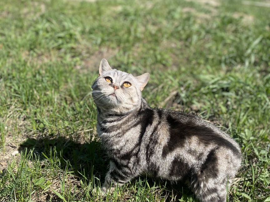 Кот Британец