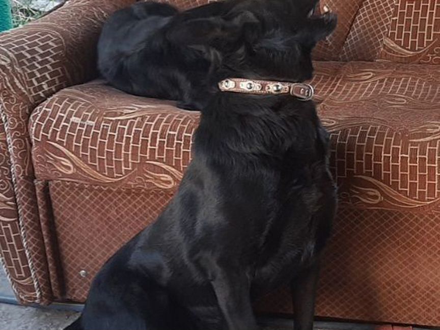 Щенки немецкой овчарки черные