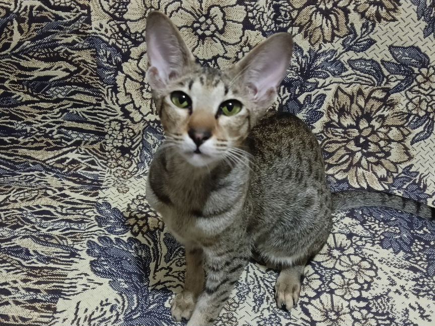 Ориентальная кошка