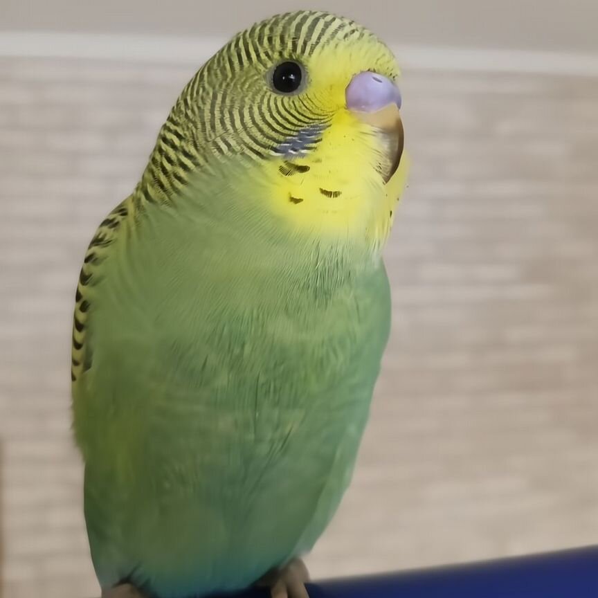 Волнистый попугай