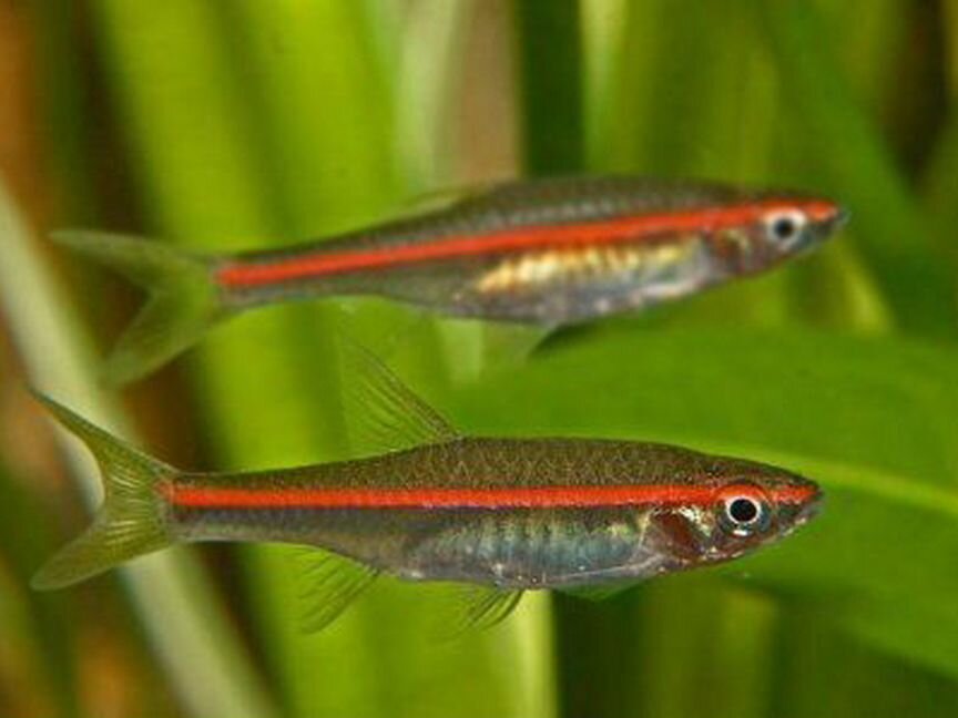 Расбора Краснолинейная (Rasbora pauciperforata)