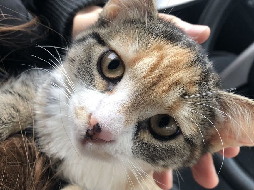 Котенок в добрые руки