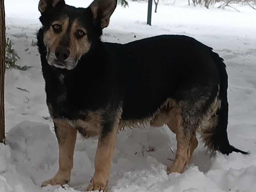 Найдена Собака (Пёс)