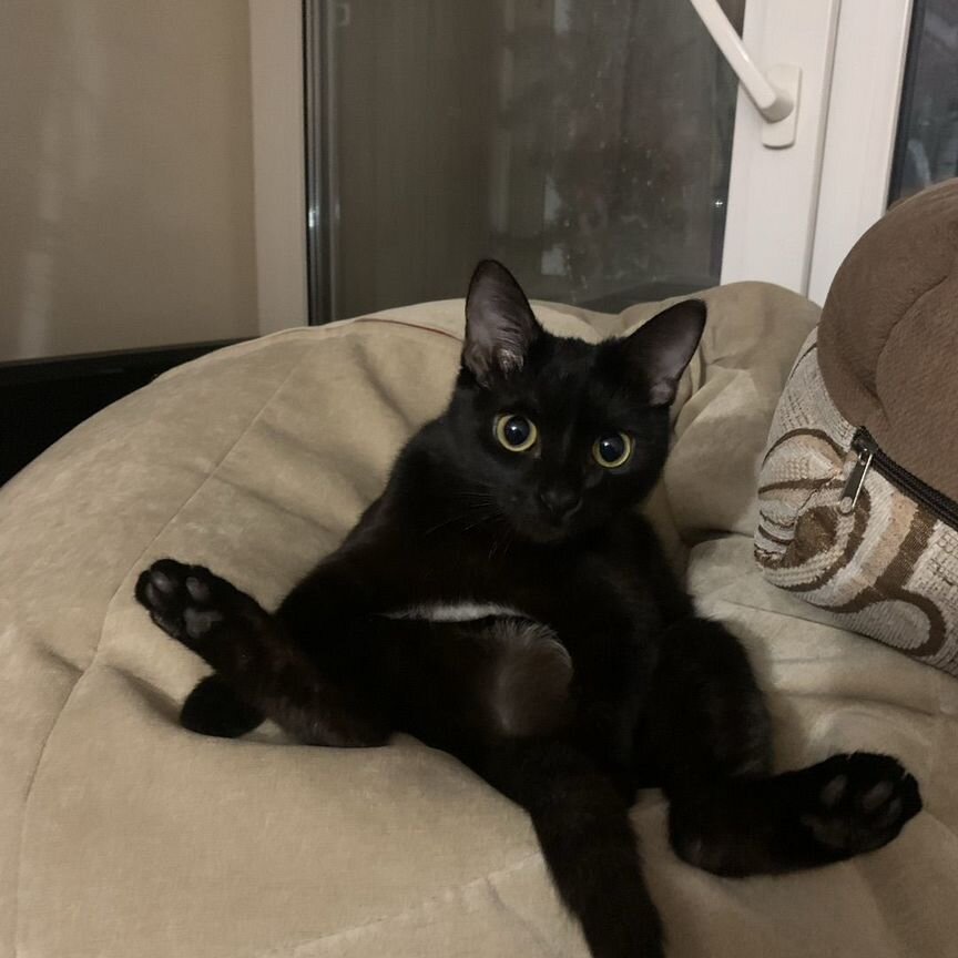 Кошка в добрые руки