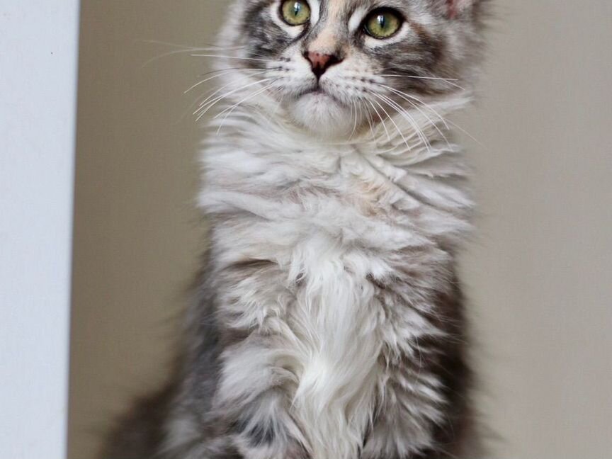 Мейн-кун котенок