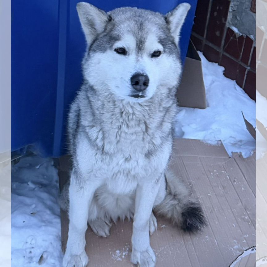 Сибирский хаски, взрослая собака