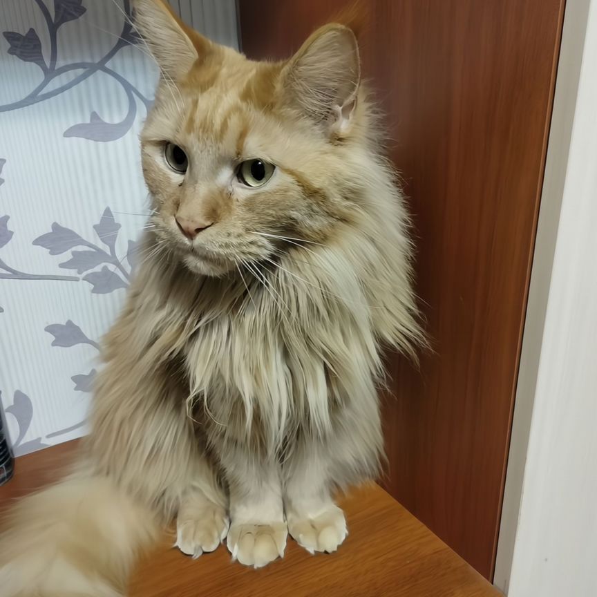 Мейн-кун, взрослая кошка