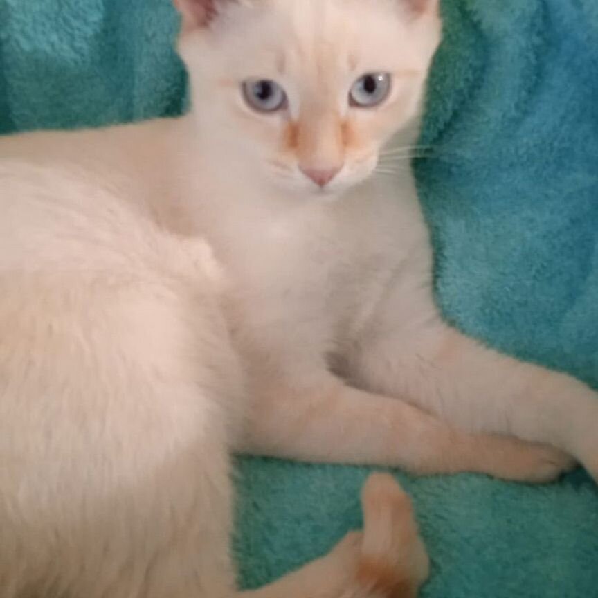 Котята. Окрас разный