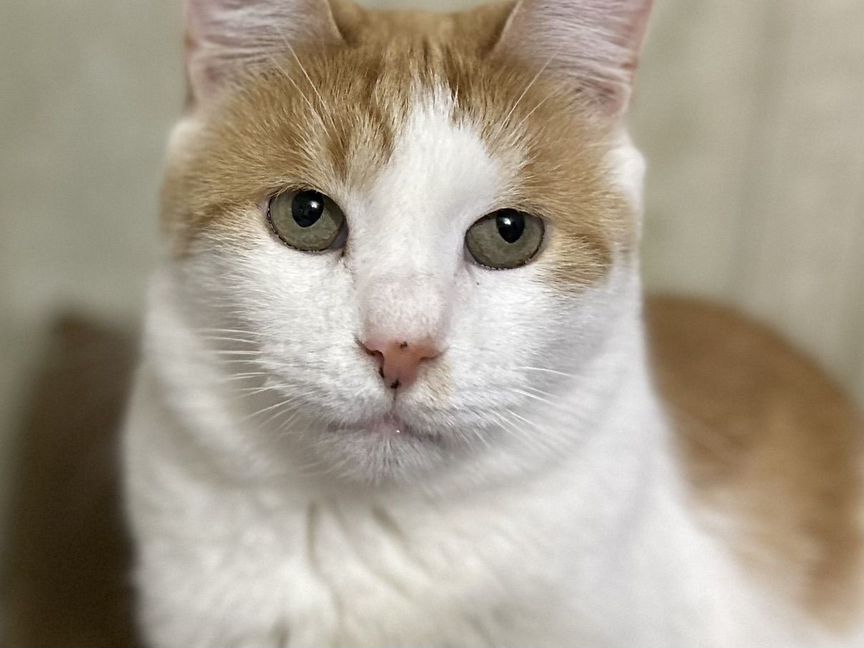 Спокойный котик Котя ищет хозяина