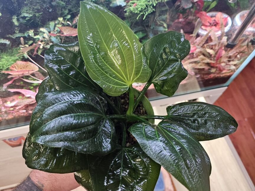 Эхинодорус Сатурн Игуасу 2009