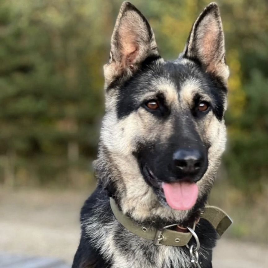 Поиск Восточноевропейская овчарка