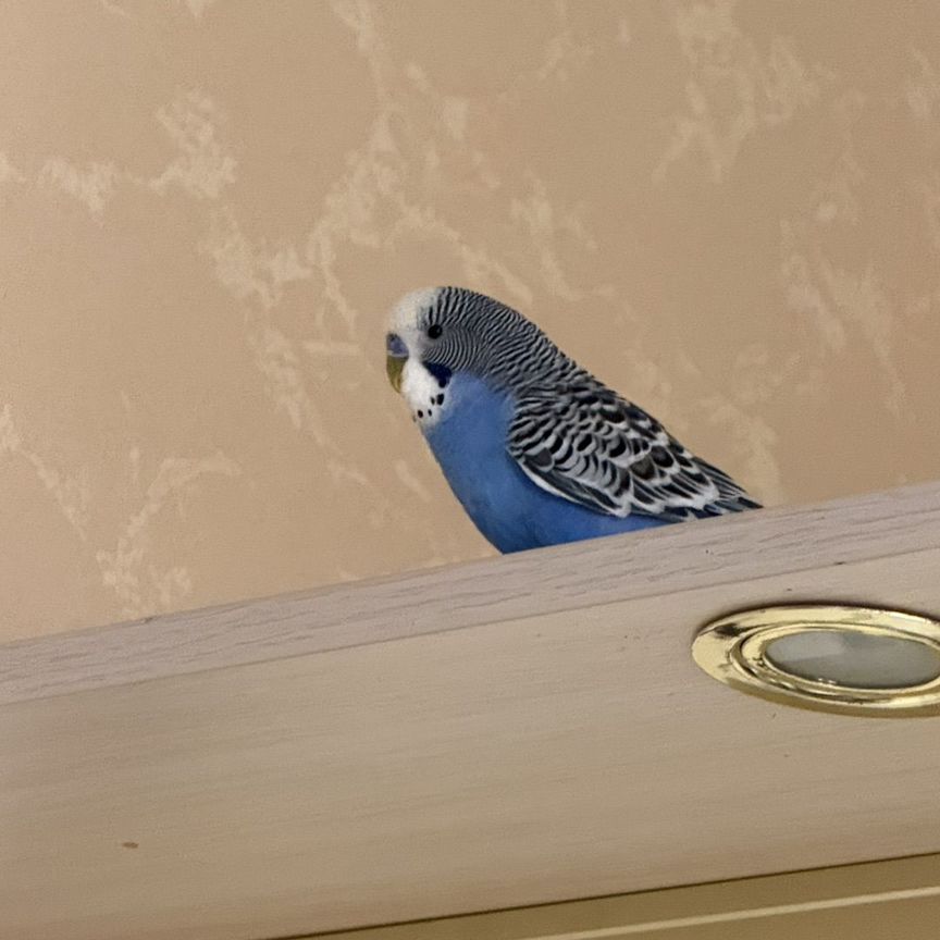 Волнистый попугай с клеткой