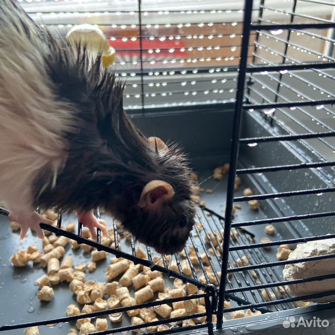 Декоративные мыши