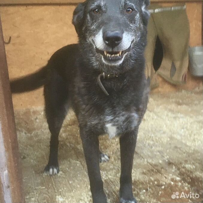 У Лолы депрессия в приюте. Спасите