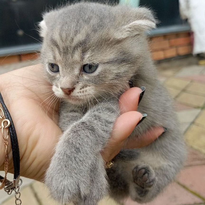 Котята отдам в добрые руки бесплатно