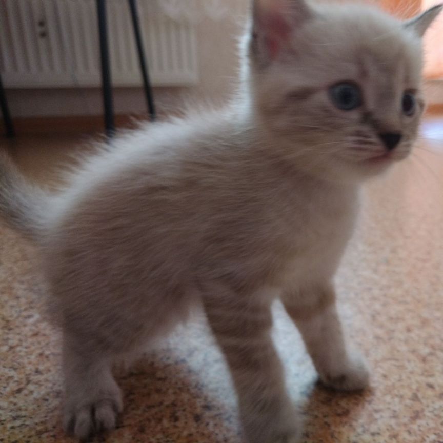 Котята в добрые руки бесплатно