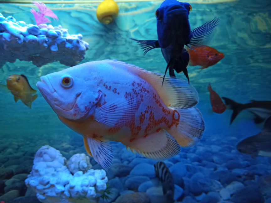 Астронотус альбинос