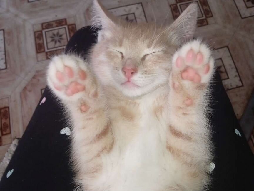 Котëнок бесплатно