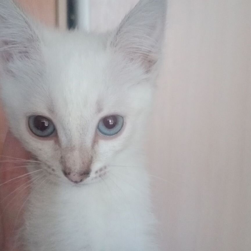 Котики бесплатно