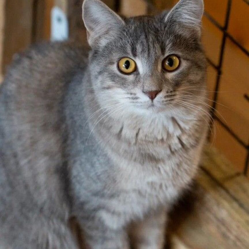 Кошка Полли для очень ответственных людей