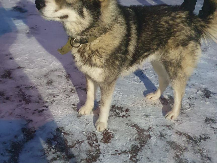 Аляскинский маламут щенок возраст 5 месяцев