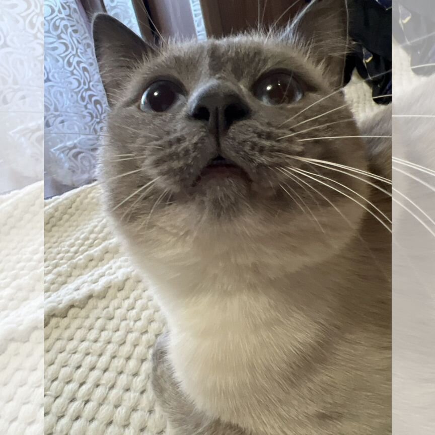 Сиамский, взрослый кот