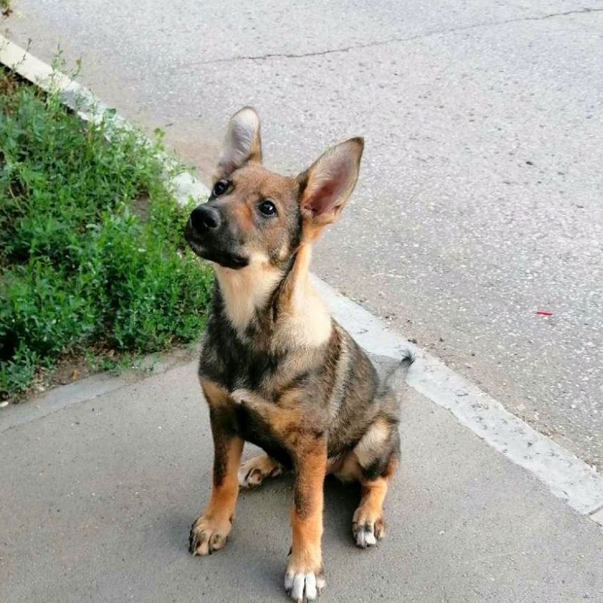 Щенок девочка