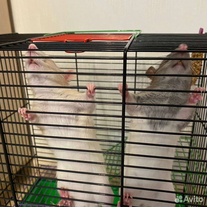 Крысята бесплатно