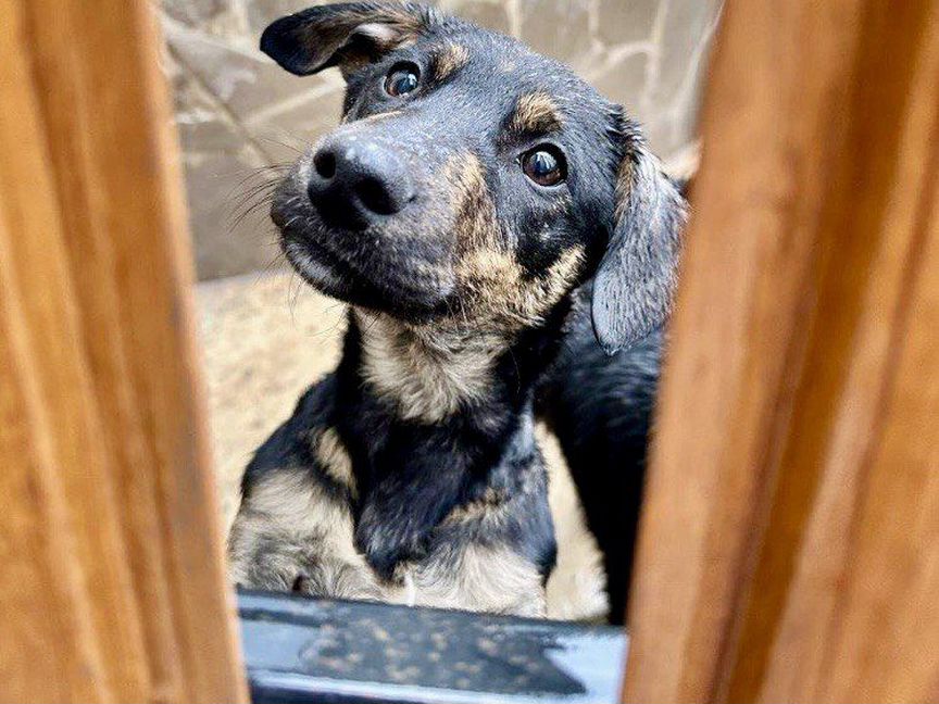 Маленький Чаплин ищет семью