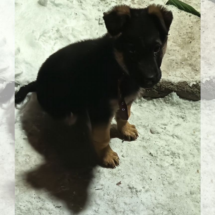 Немецкая овчарка, щенок