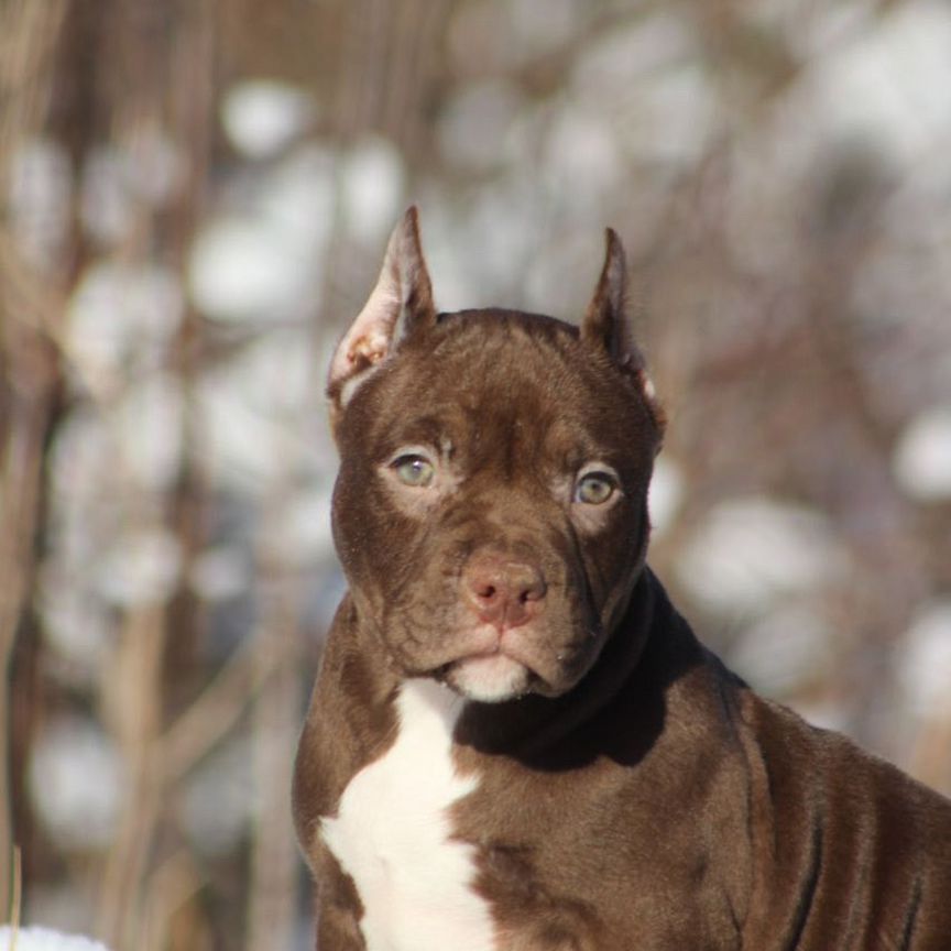 Девочка американкого булли