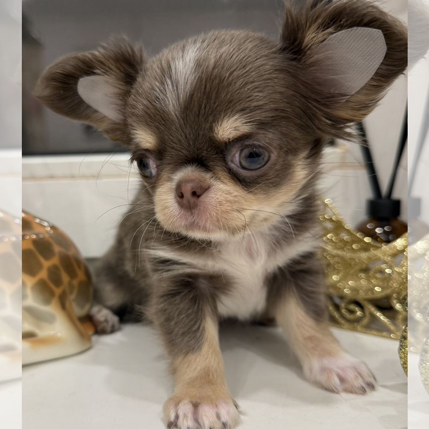 Чихуахуа, щенок