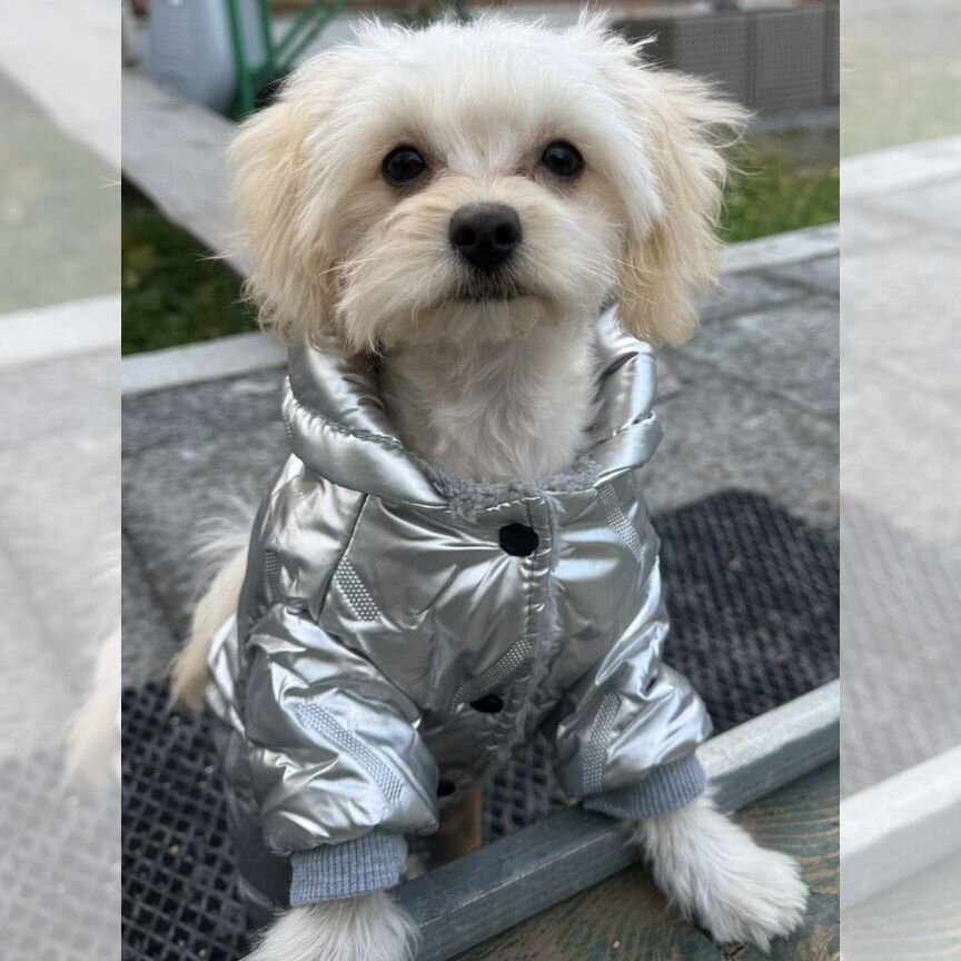 Комбинезон для средней собаки