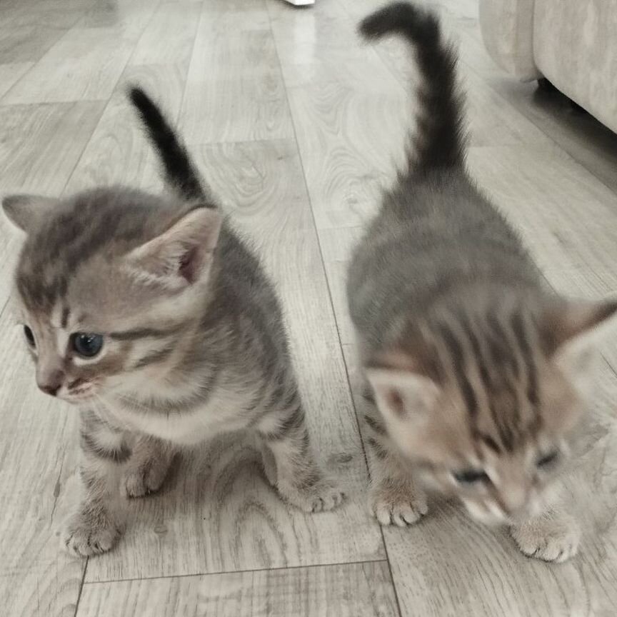 Британский короткошёрстный котёнок