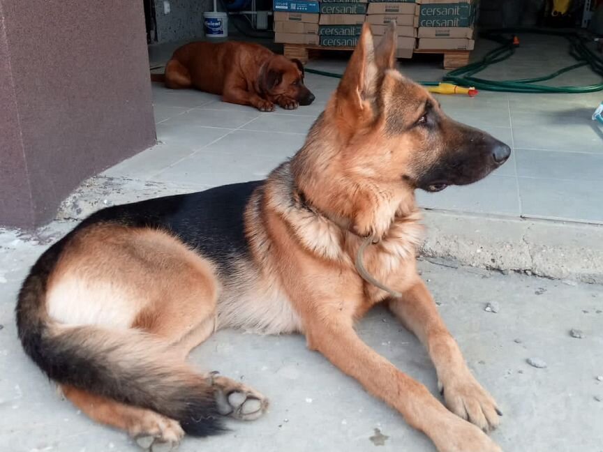 Найдена собака немецкая овчарка