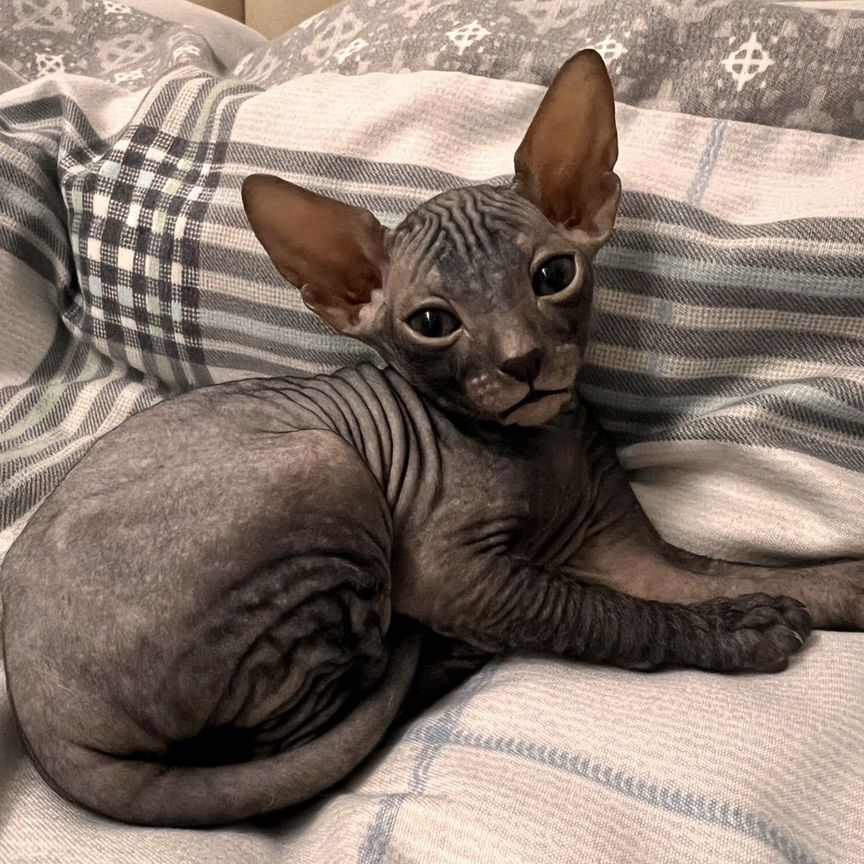 Донской сфинкс котята девочка