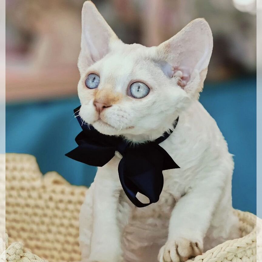 Котята девон-рекс