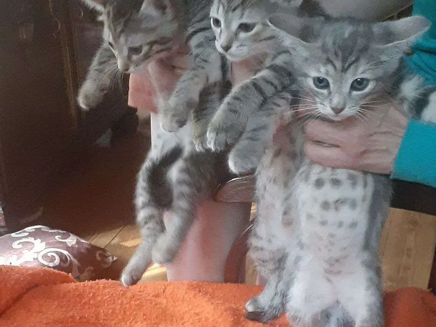 Забавные котята в добрые руки