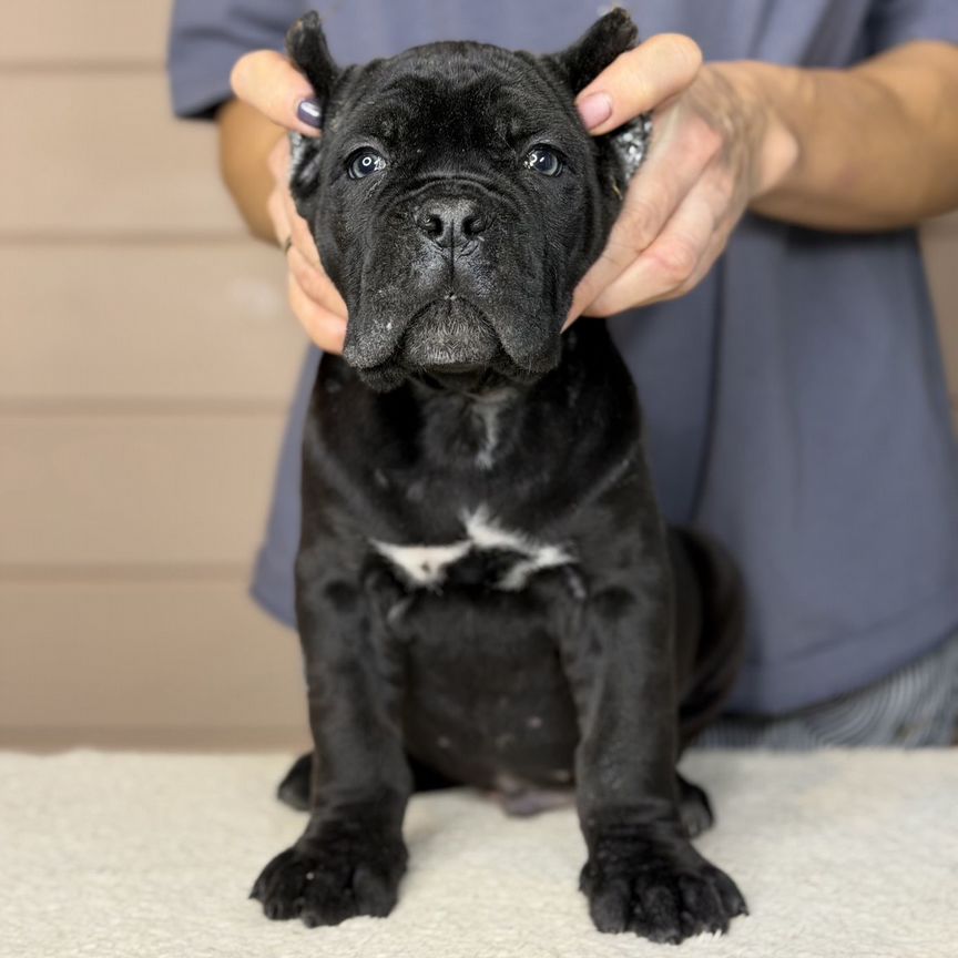 Кане-корсо, щенок