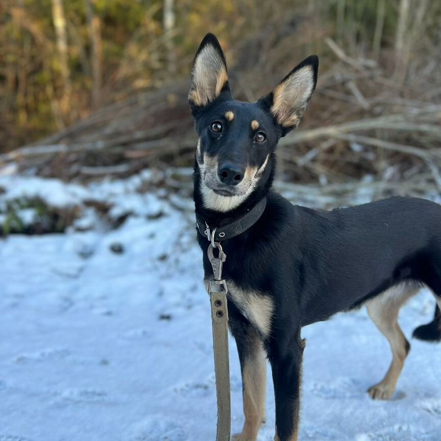 Собака (возраст 9 мес) в поисках любящих хозяев