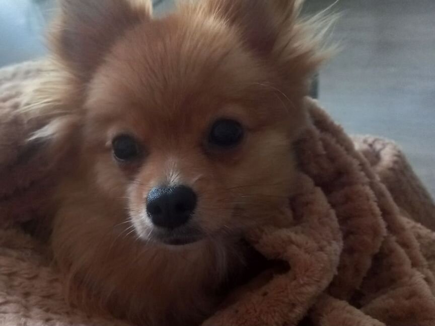 Шпиц девочка ищет жениха