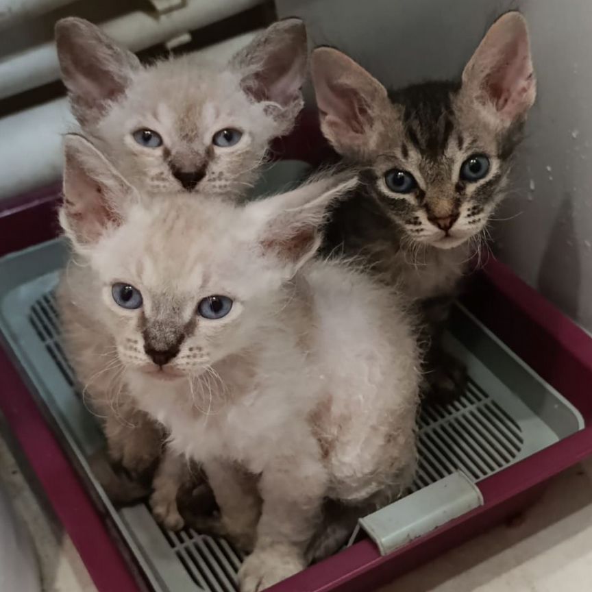 Донской сфинкс котята
