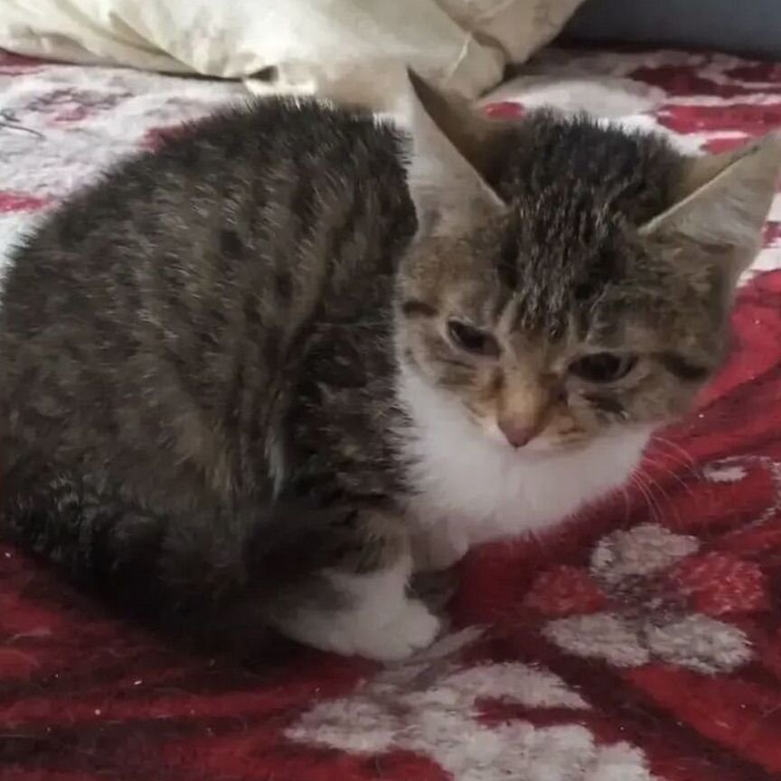 Котёнок в добрые руки